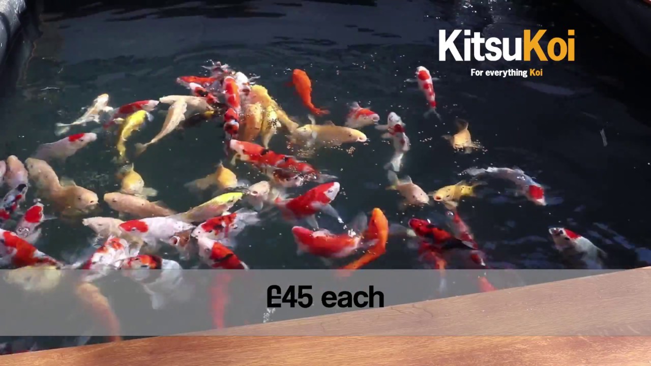 Japanese Koi For Sale - Kitsu Koi - YouTube