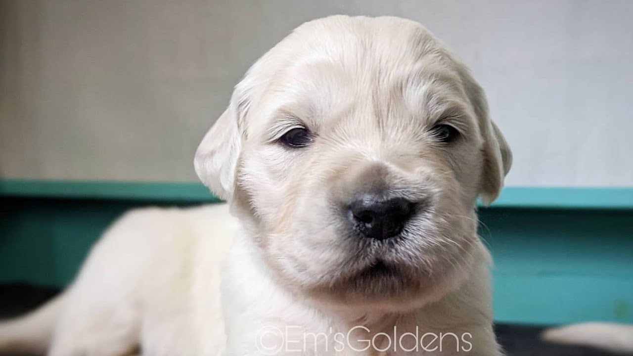 2 week old puppy photo shoot (Golden Retriever) - YouTube