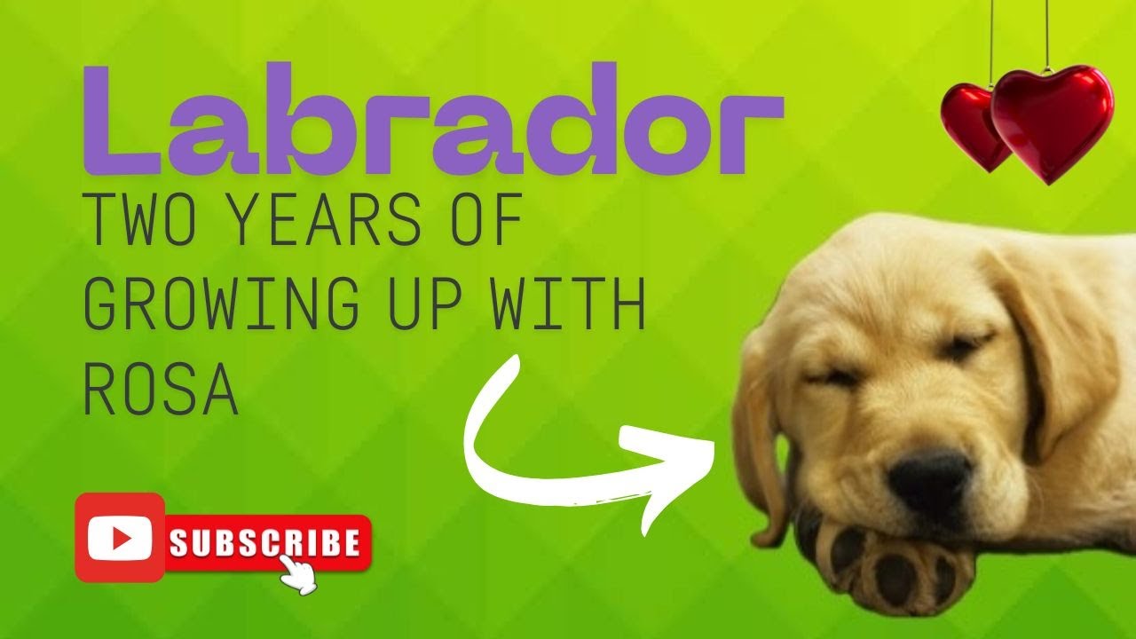 ADORABLE Labrador Mix Growing Up! From 8 Weeks to Two Years - YouTube