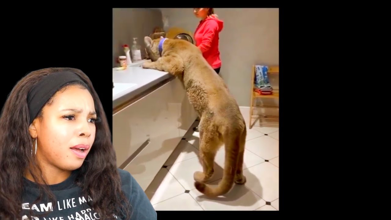 Unbelievable Animal Moments Caught On CAMERA | Reaction - YouTube