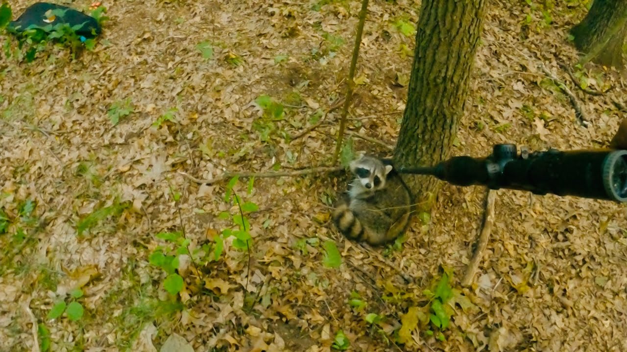 Cacería De Mapaches Con Trampa - YouTube