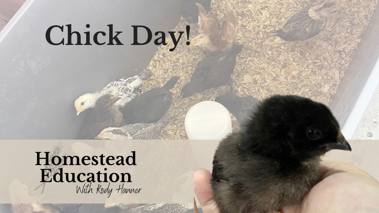 Chick Day! - YouTube