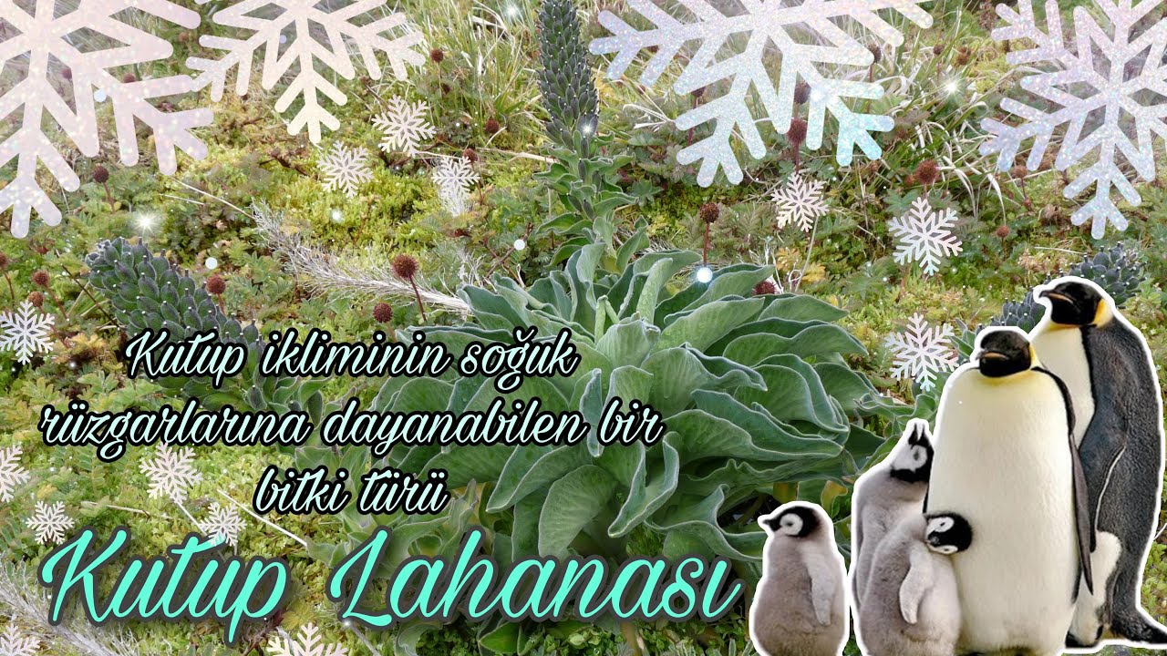 Kutup Lahanası - Pringlea antiscorbutica - YouTube