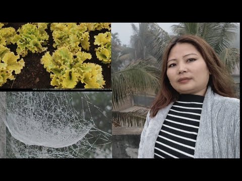 Dimapur weather ☁️ din nakilompoi anasa e Kumlhung in hiti jeng tan ...