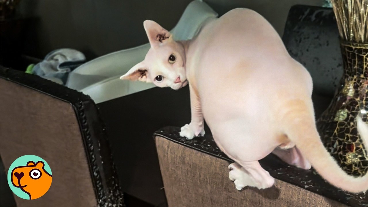 Grumpy Cat Hates Everyone But Mom’s Hugs Make Him Angel | Cuddle ...