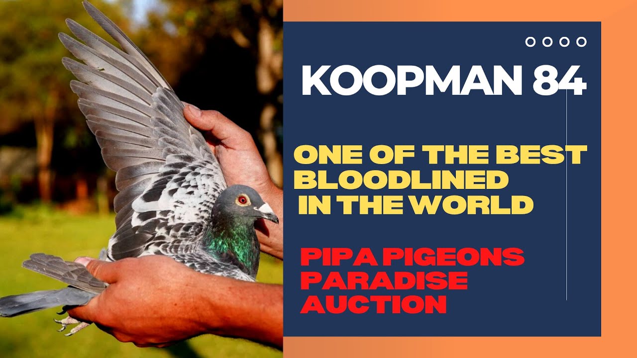 koopman 84 | World Most Famous Bloodlines | Pipa Pigeon Paradise ...