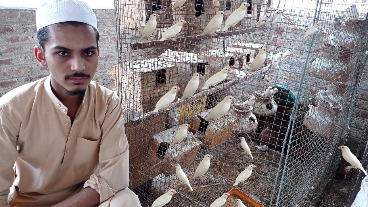 java birds || java sparrow || java breeding update - YouTube