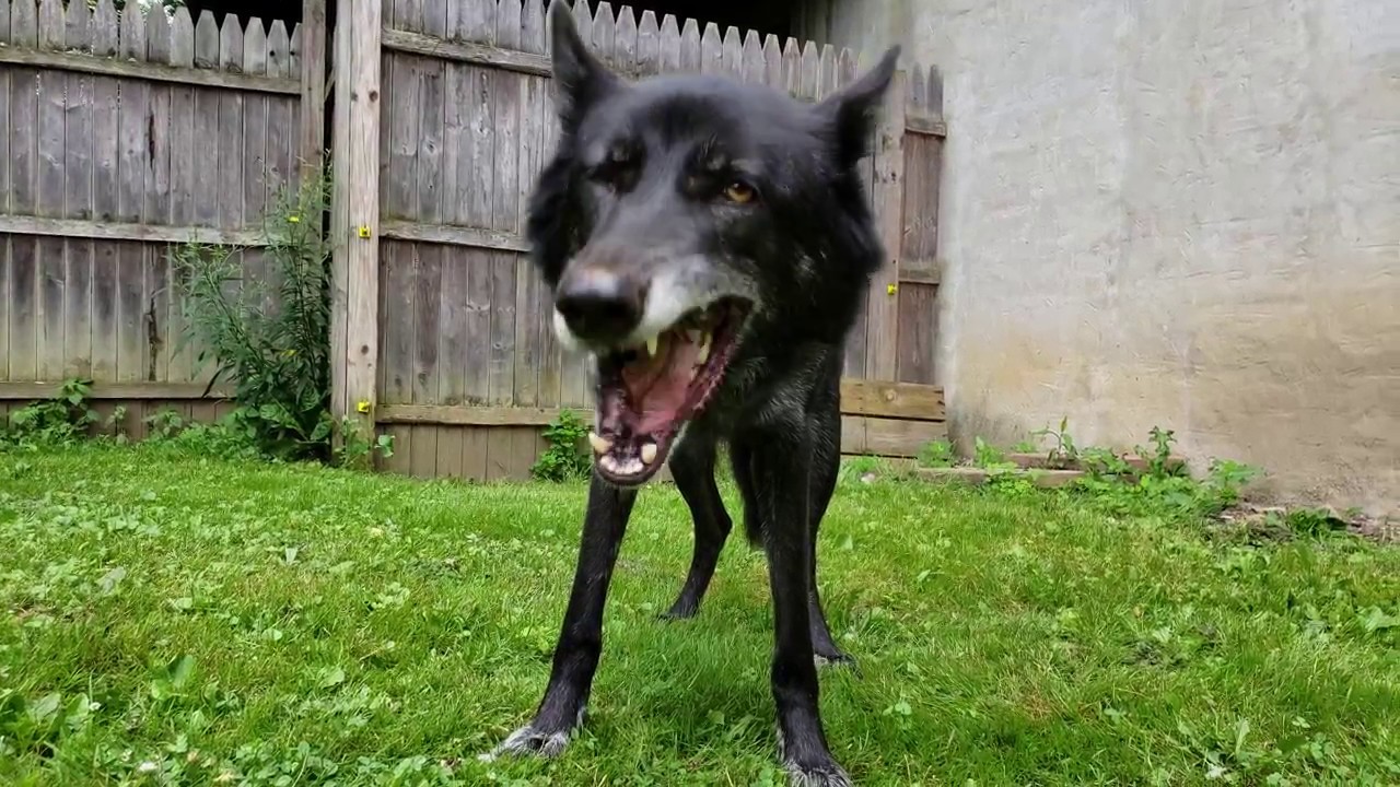 🐺 How a Wolfdog Eats Raw Chicken - YouTube