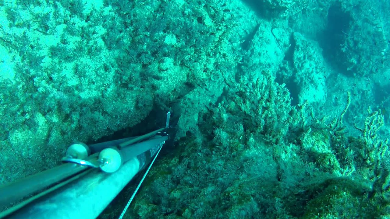 Sea Bream Fish speared near 30 feet deep - YouTube