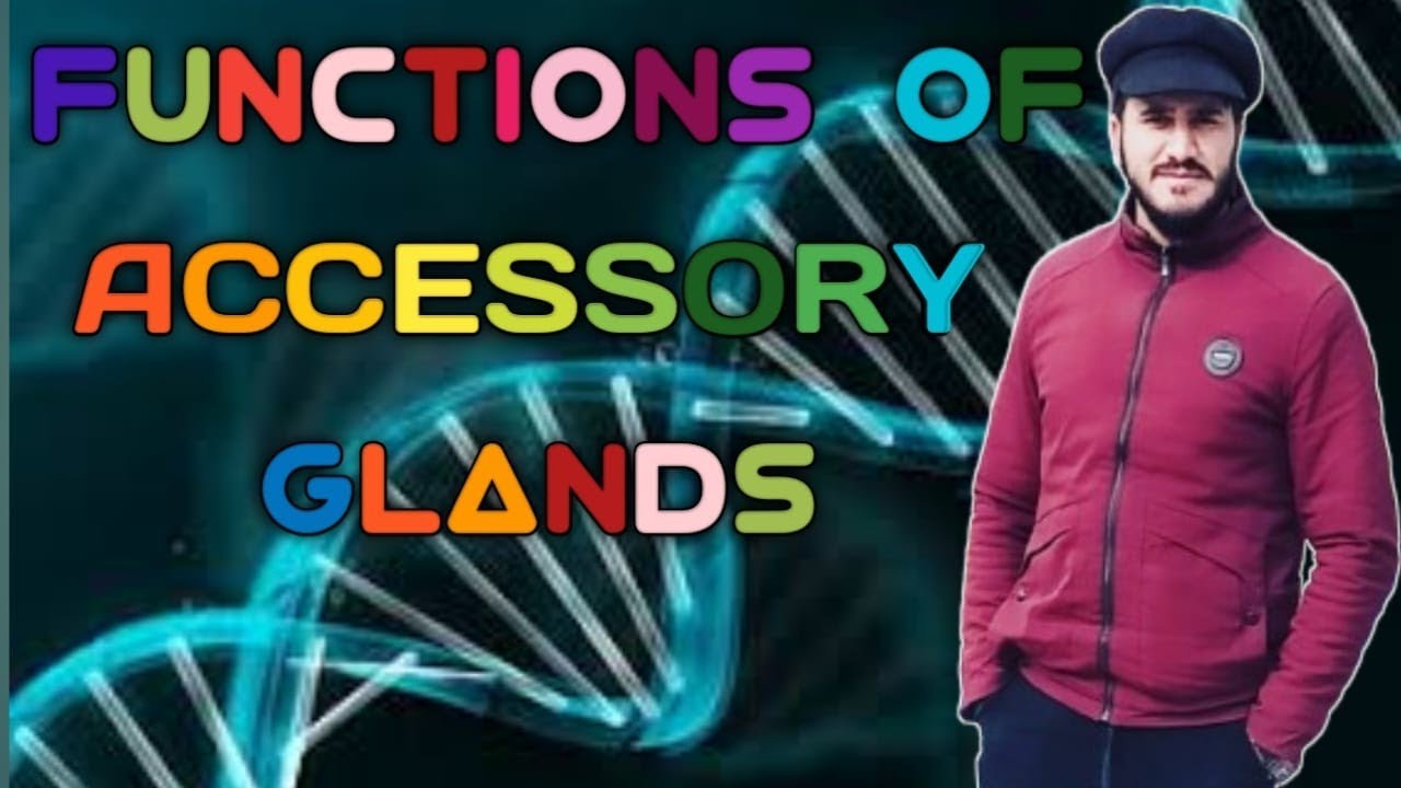 Functions Of Accessory Sex Glands Youtube 2490