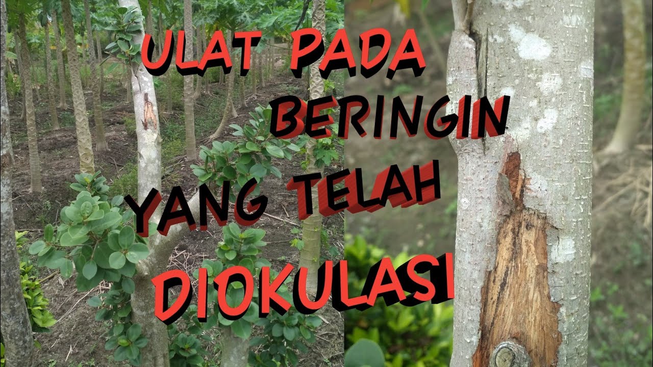 ULAT/HAMA PADA BERINGIN (IPRIK) - YouTube