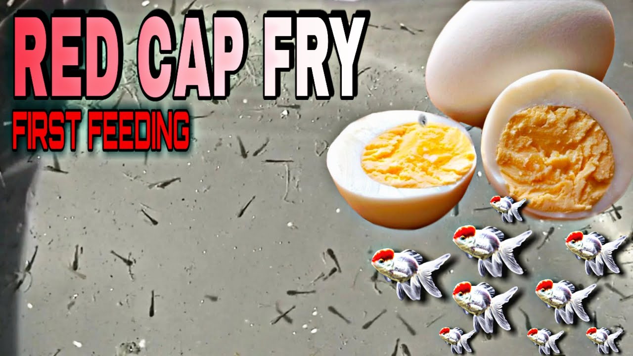 How I feed my Goldfish fry | first day of feeding - YouTube