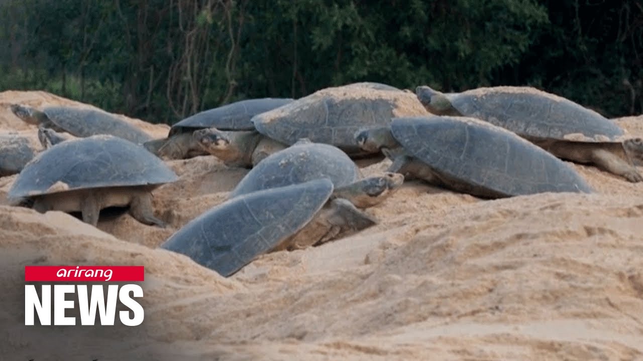 World’s largest gathering of turtles in South America sees baby turtles ...