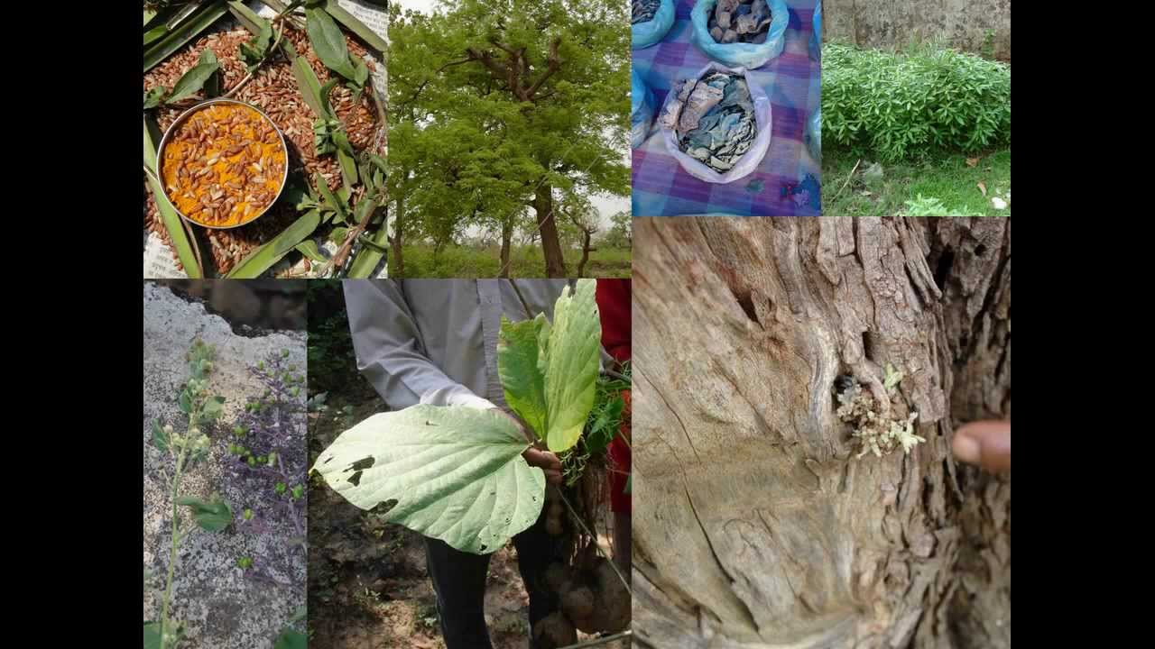 Medicinal Rice P5L Formulations for Adenoon Excess: Pankaj Oudhia's ...