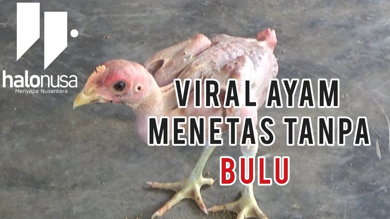 Unik, Sering menetaskan ayam tanpa bulu alias botak , Viral dan ...