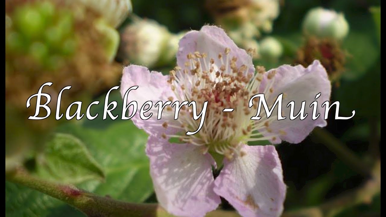 Learn the Ogham Blackberry - Muin - YouTube