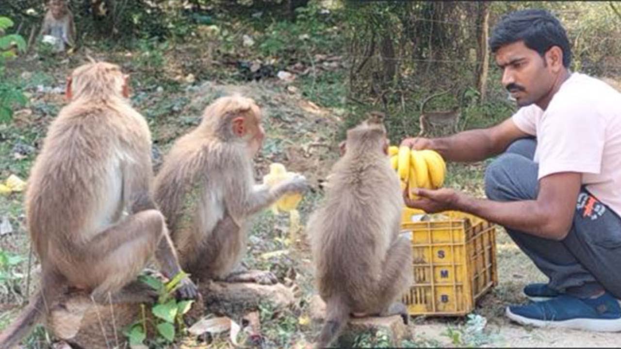 1000 Banana Supply For Monkeys l Group of Monkeys Eating Banana l ...