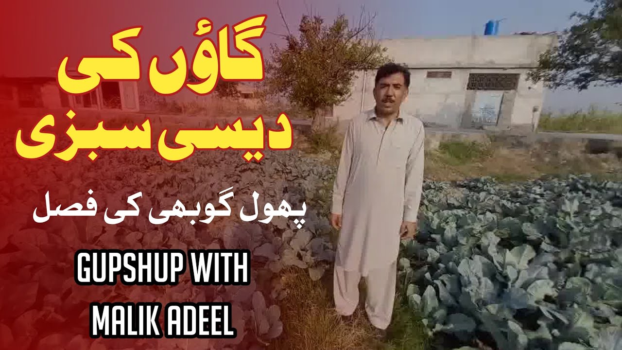 Phool Ghobi Ki Fasal || Village Life || Gupshup with Malik Adeel - YouTube