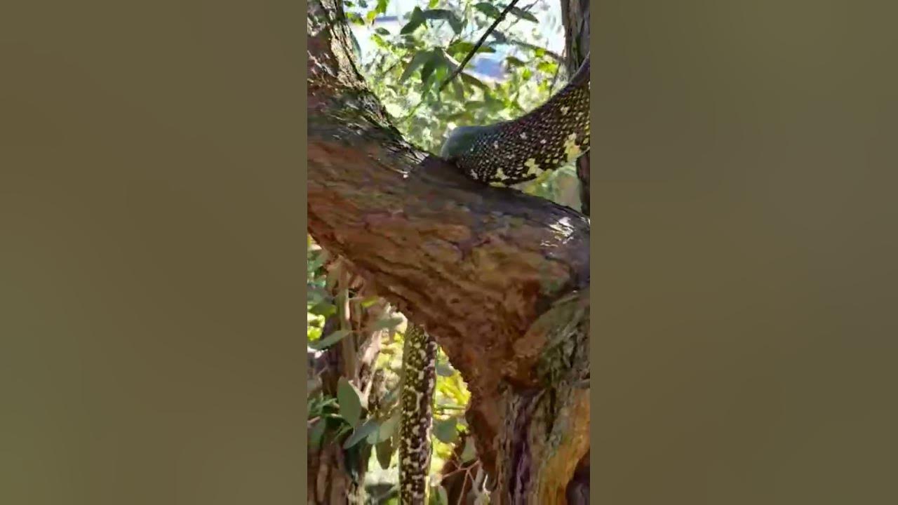 snake climbing up a massive tree - YouTube