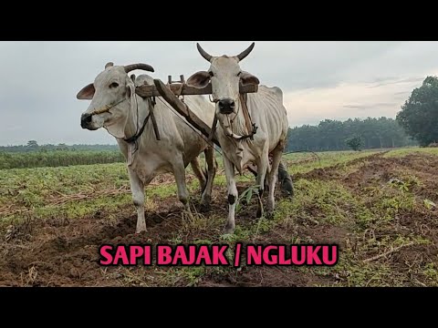 BATAL BALAPAN BAJAK SAWAH DENGAN SAPI JUMBO || AKHIRNYA 1/4 HEKTAR DI ...