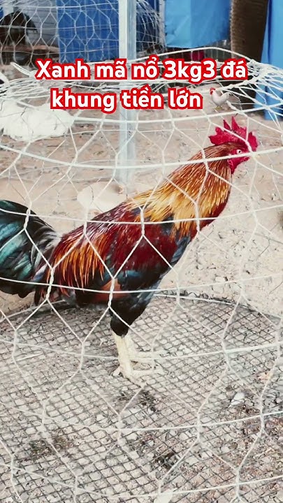 Bầy xanh lá thành tích khủng . 3kg3 . Dép lào 0769628048 - YouTube