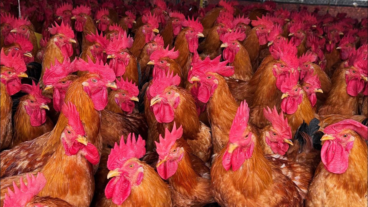 How to raise broiler chickens and laying hens - Harvesting chicken ...