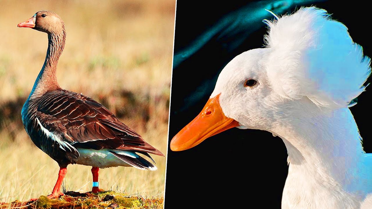 7 Most BEAUTIFUL Geese In The World - YouTube