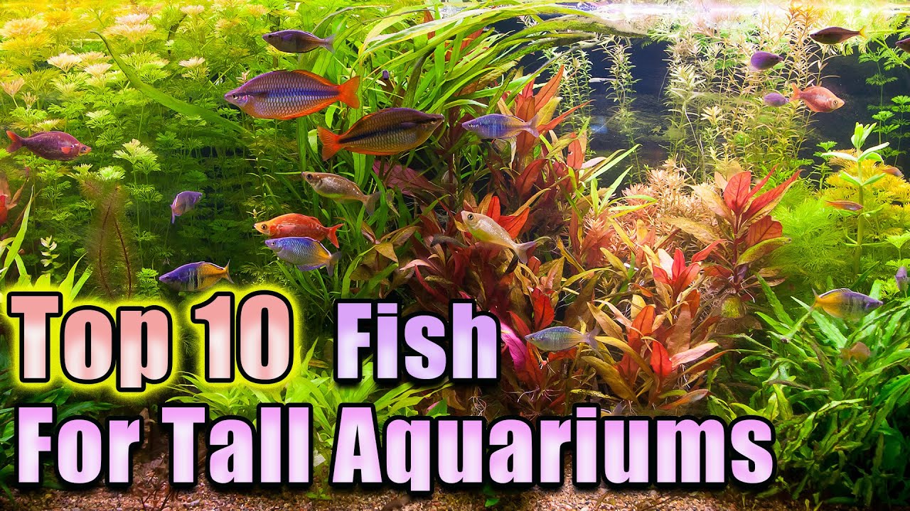 Top 10 Fish For Tall Aquariums Both Big and Small! - YouTube