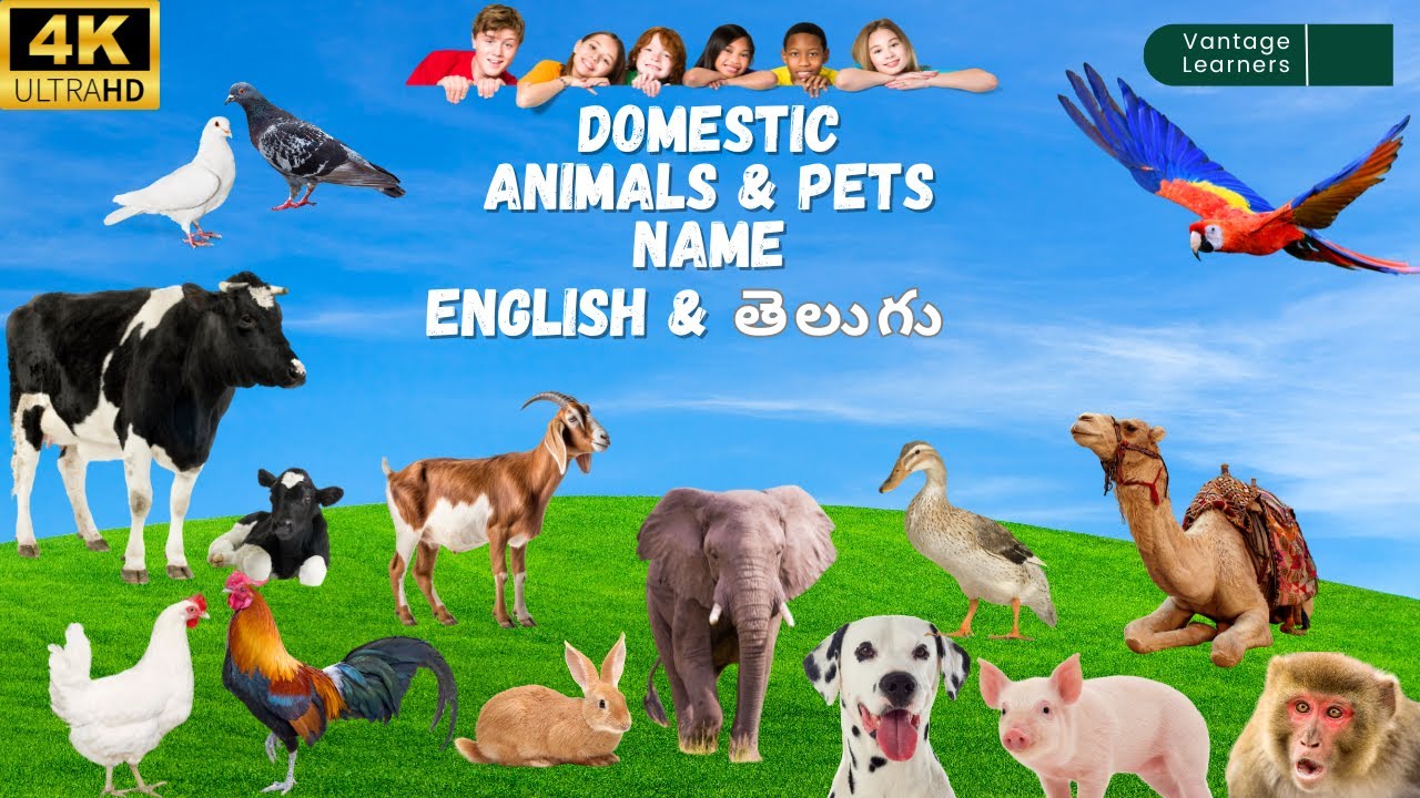Domestic Animals And Pets Name | Domestic Animals Video | Fun and ...