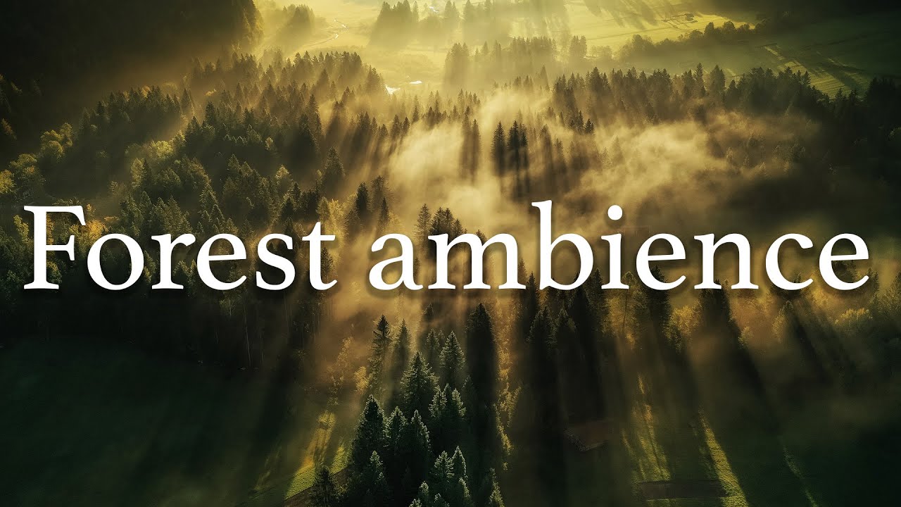 Forest ambience | Relaxing nature sound 🌲 - YouTube