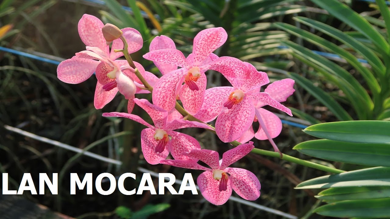 Những sắc màu của HOA LAN MOCARA // Hà Nguyễn Thị Thanh. - YouTube