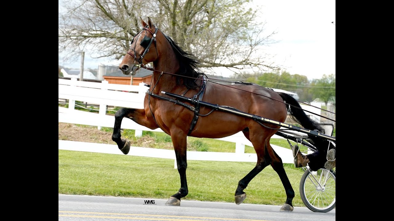 Standardbred Gelding- Muscle Hill/Dream Vacation - YouTube
