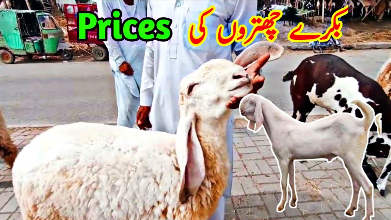 Bakra And Chatra Rates In Bakra Mandi Lahore I Wednesday Update # ...