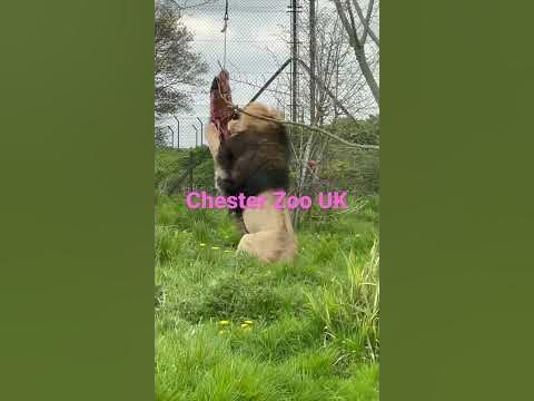 The King of Chester Zoo - YouTube