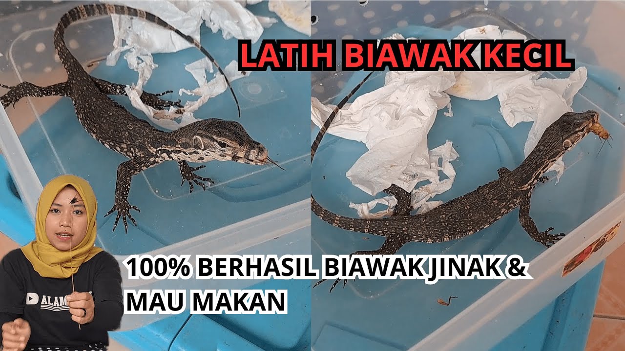 Cara Memberi Makan Biawak Kecil - YouTube