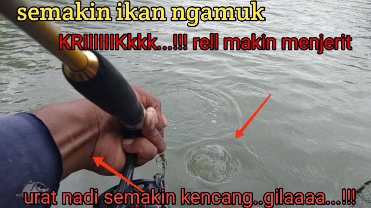 KRIIIIIIKkkk..!!!.ikan ngamuk bikin reel menjerit - YouTube