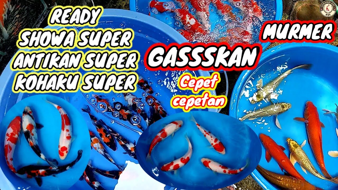 PAKET KOI SUPER-SUPER HARGA MURMER - YouTube