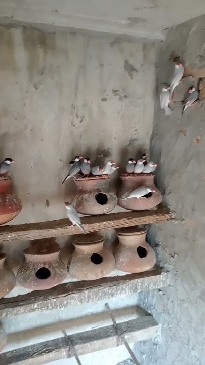 Java Bird breeding Season 2024 Start l java Baby Food l Java Bird ...