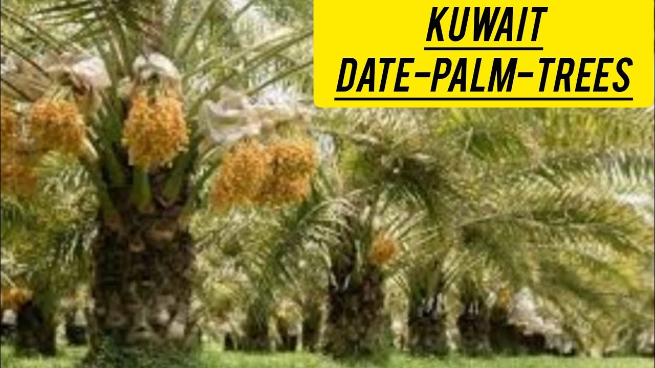 Al Kuwait | Date Palm Trees 🌴| Masha Allah In Desert - YouTube