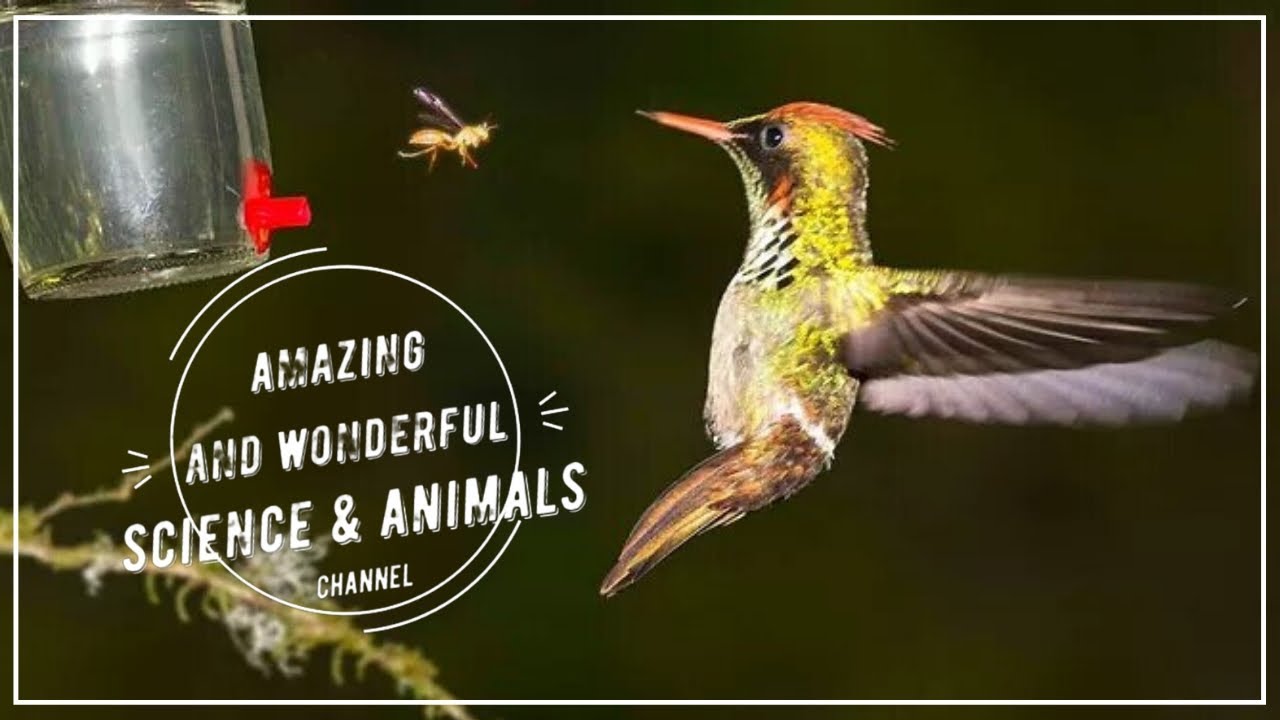 Hummingbird x Wasp - YouTube