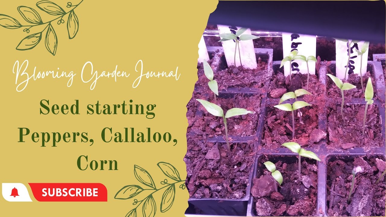 Starting Seedlings Pepper, Callaloo, Corn - YouTube