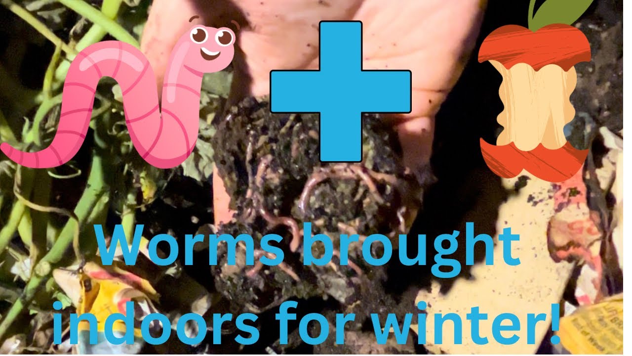 Worms inside for winter - what now? Moving forward to more worm farms ...