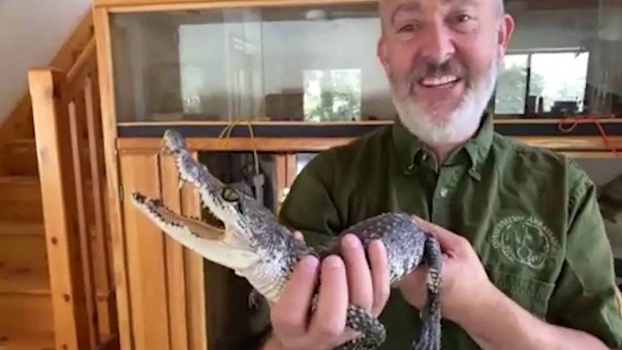 Wild Wednesday: Crocodile and Alligator - YouTube