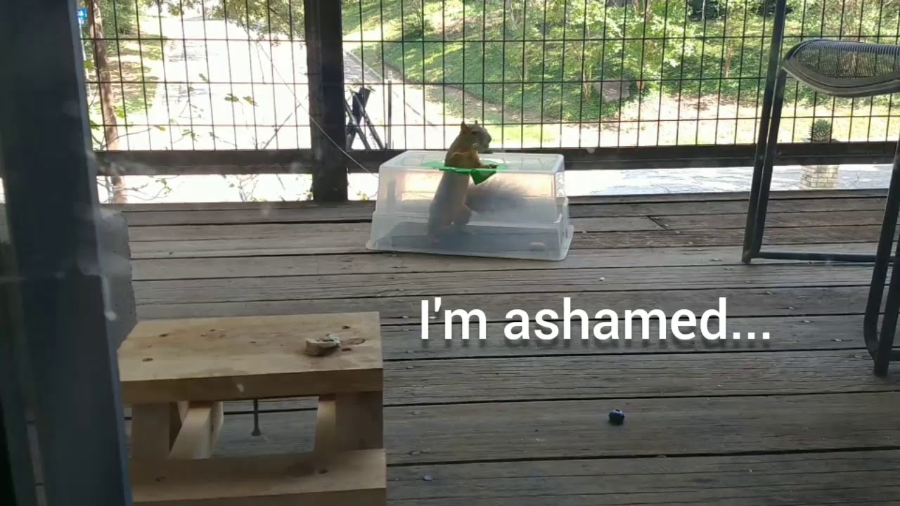 Squirrel does a backflip - YouTube