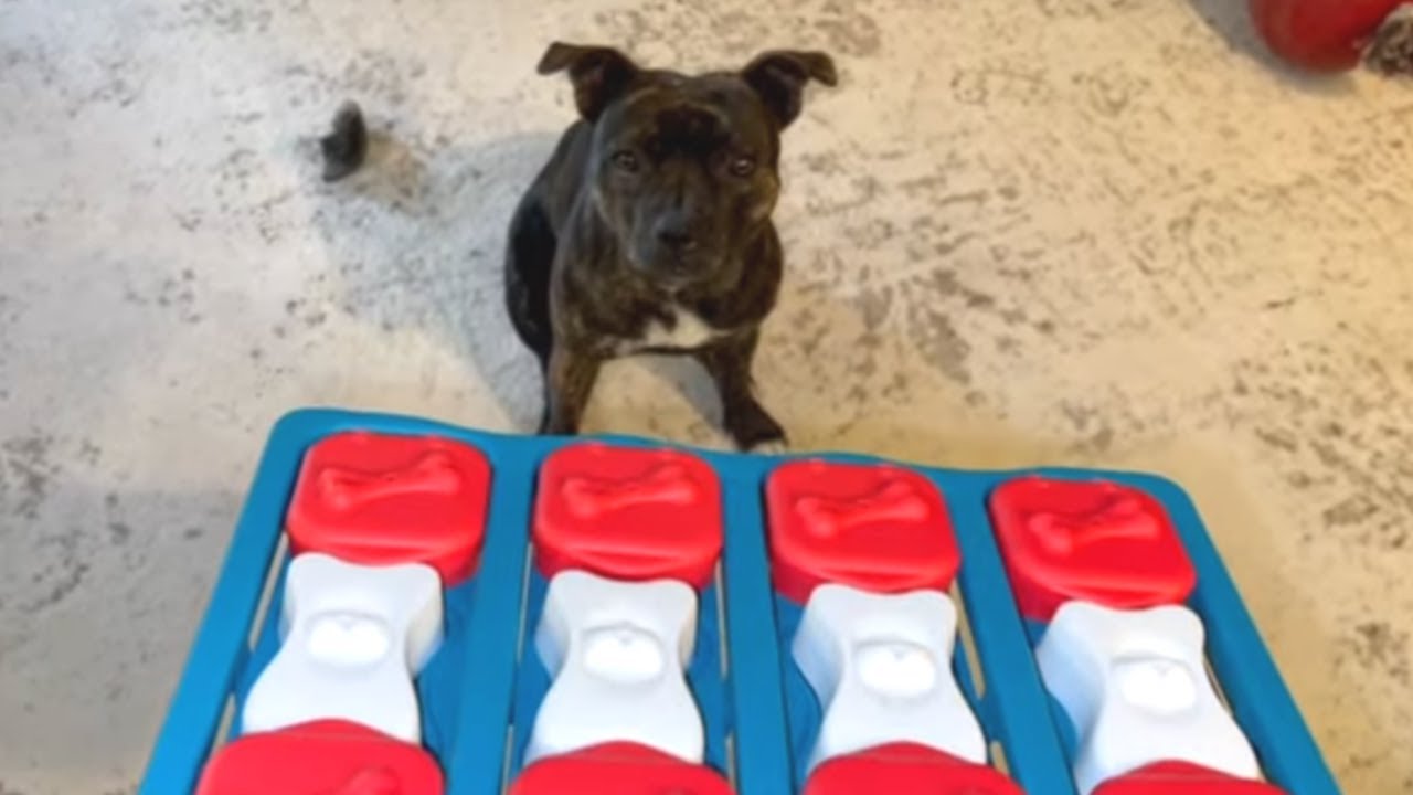 Puddy the Dog tries to solve a $5.99 Puzzle! - YouTube