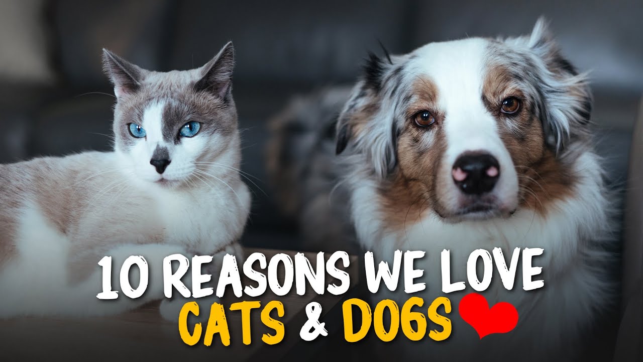 Top 10 Reasons Why We Love Cats And Dogs - YouTube