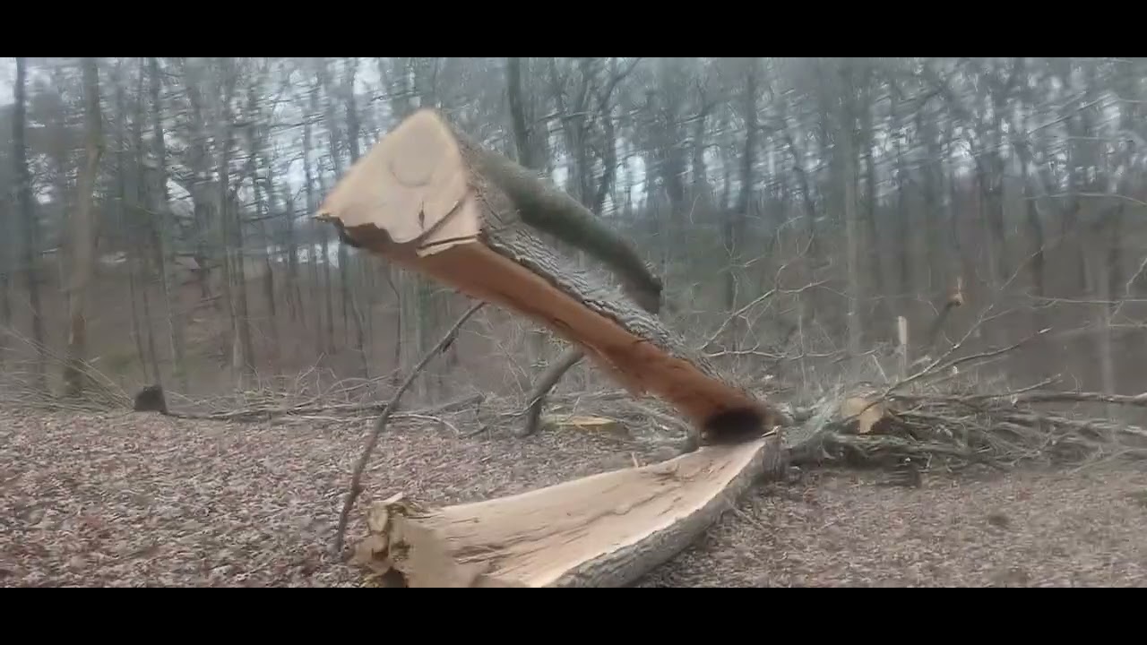 Big white oak busted wide open when it hit the ground. - YouTube