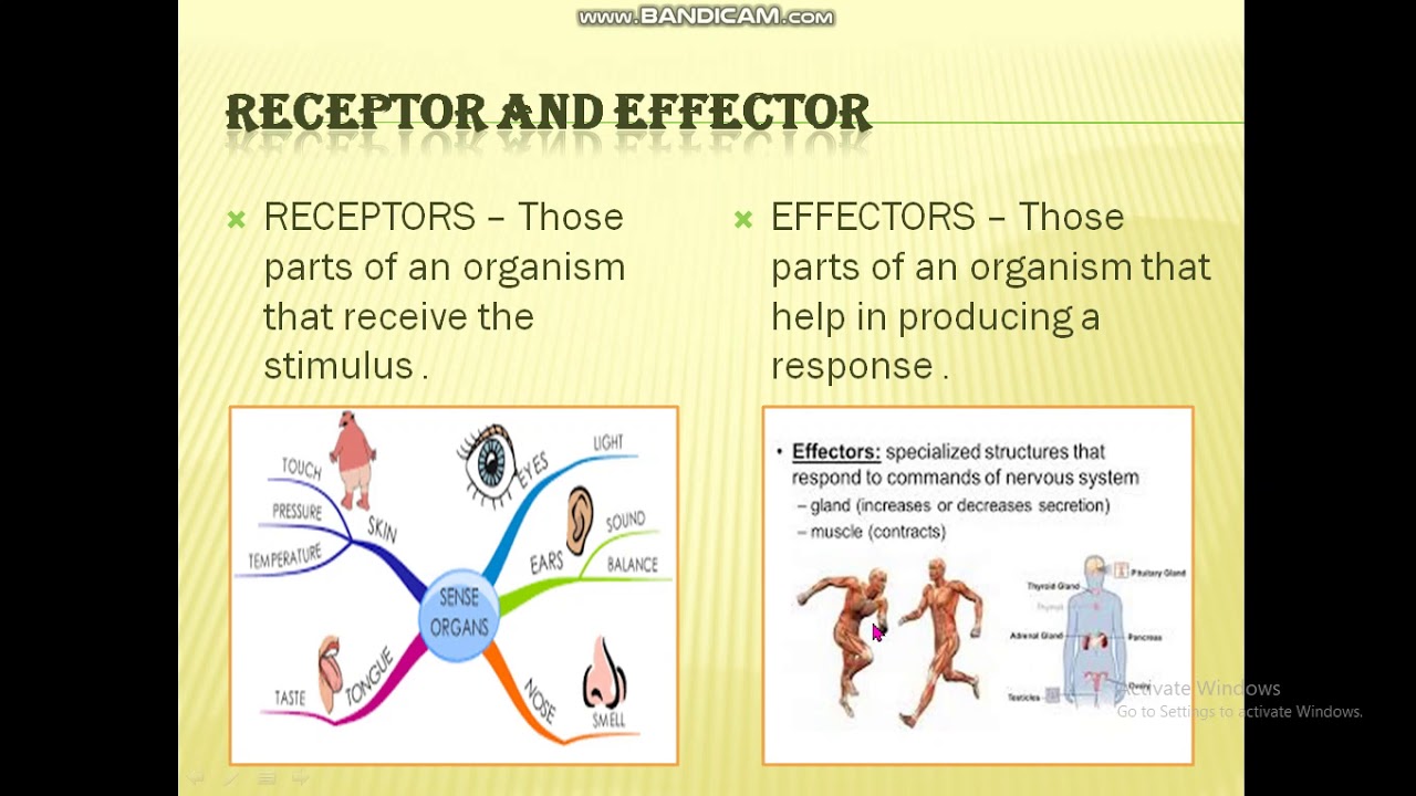 Control and Coordination in Plants - Class X - YouTube