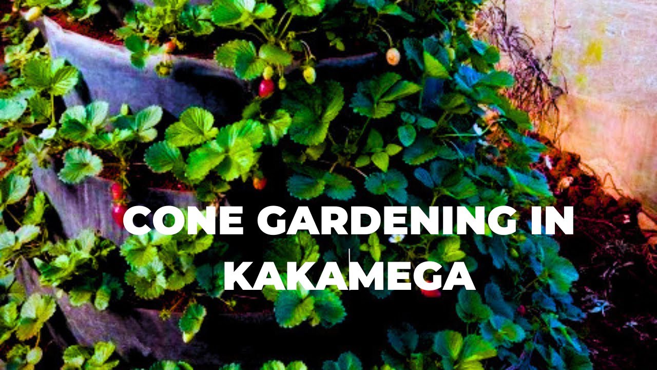 MULTI STOREY GARDENING PRACTICED BY YOUTHS IN KAKAMEGA #agriculture # ...