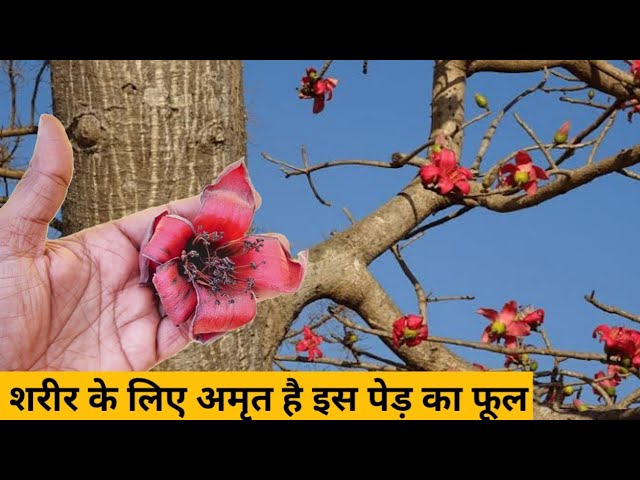 Semal Tree In Hindi